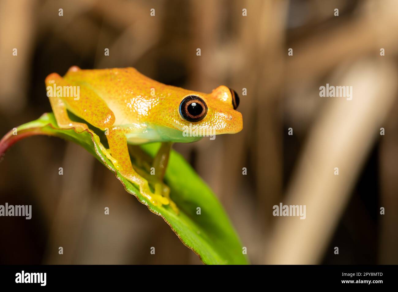 Green Bright-Eyed Frog, Boophis Viridis, Andasibe-Mantadia National ...
