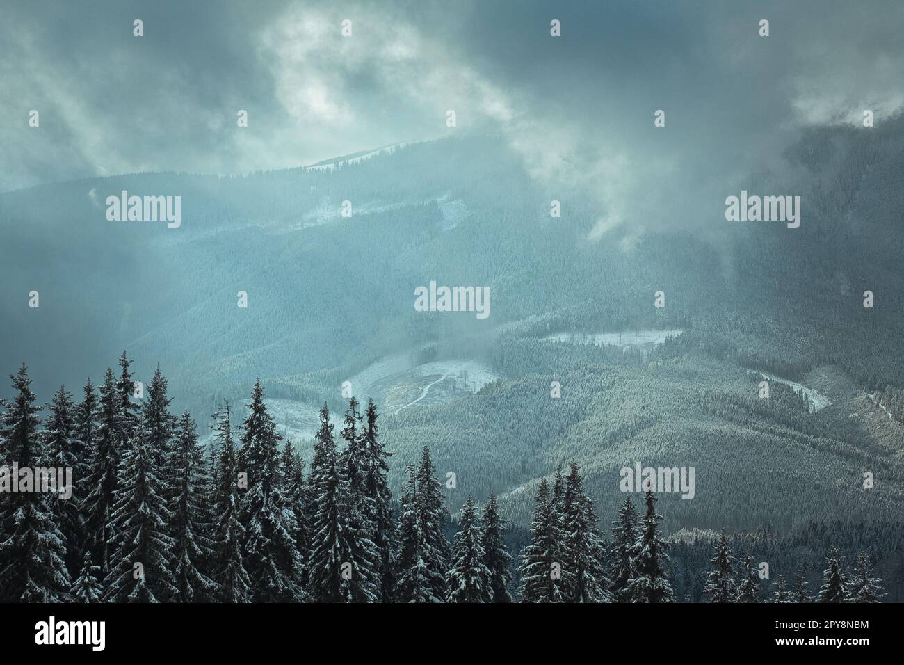Beautiful scenery snowy forest hi-res stock photography and images - Alamy