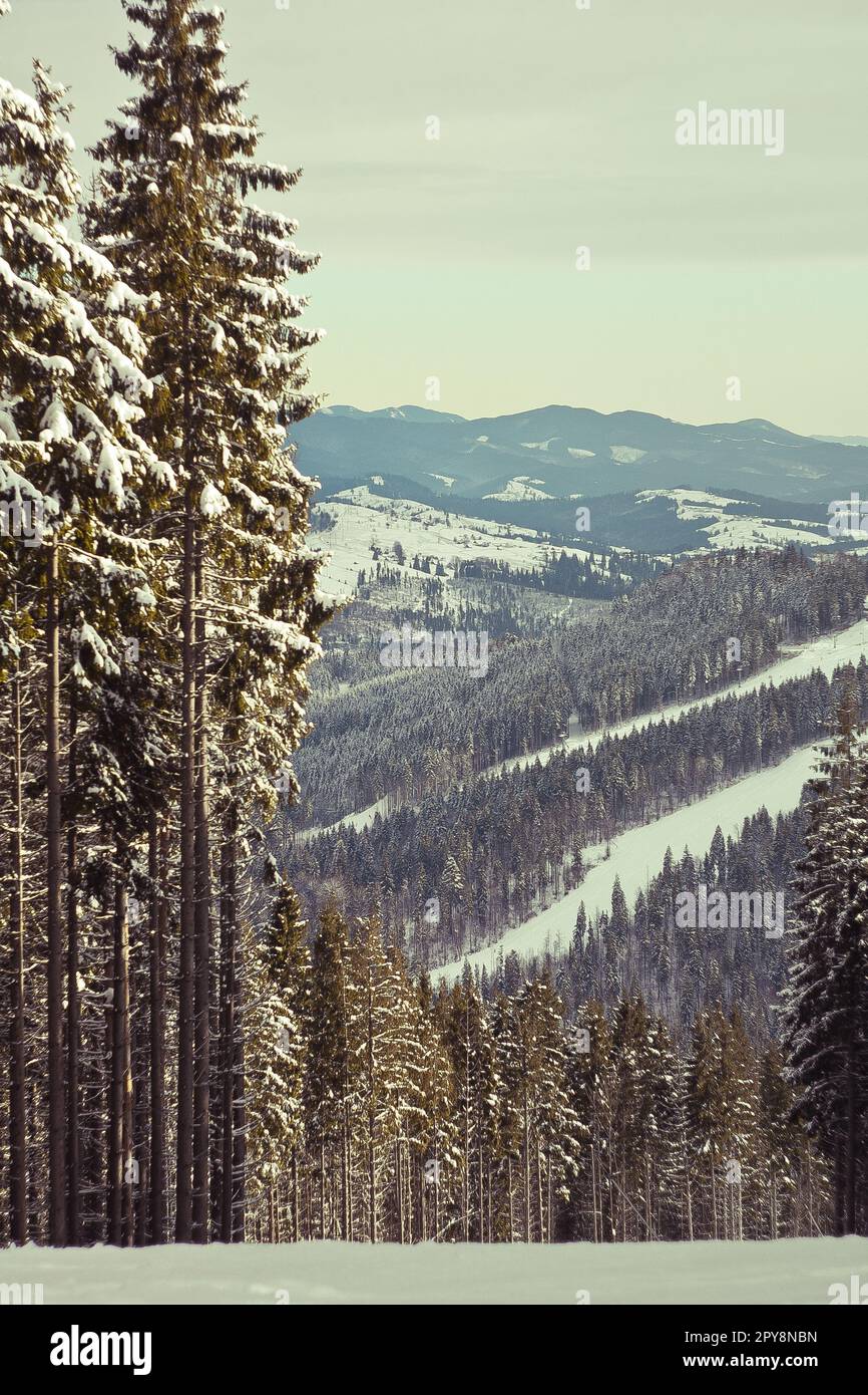 Snowy pines on mountain slopes landscape photo Stock Photo - Alamy