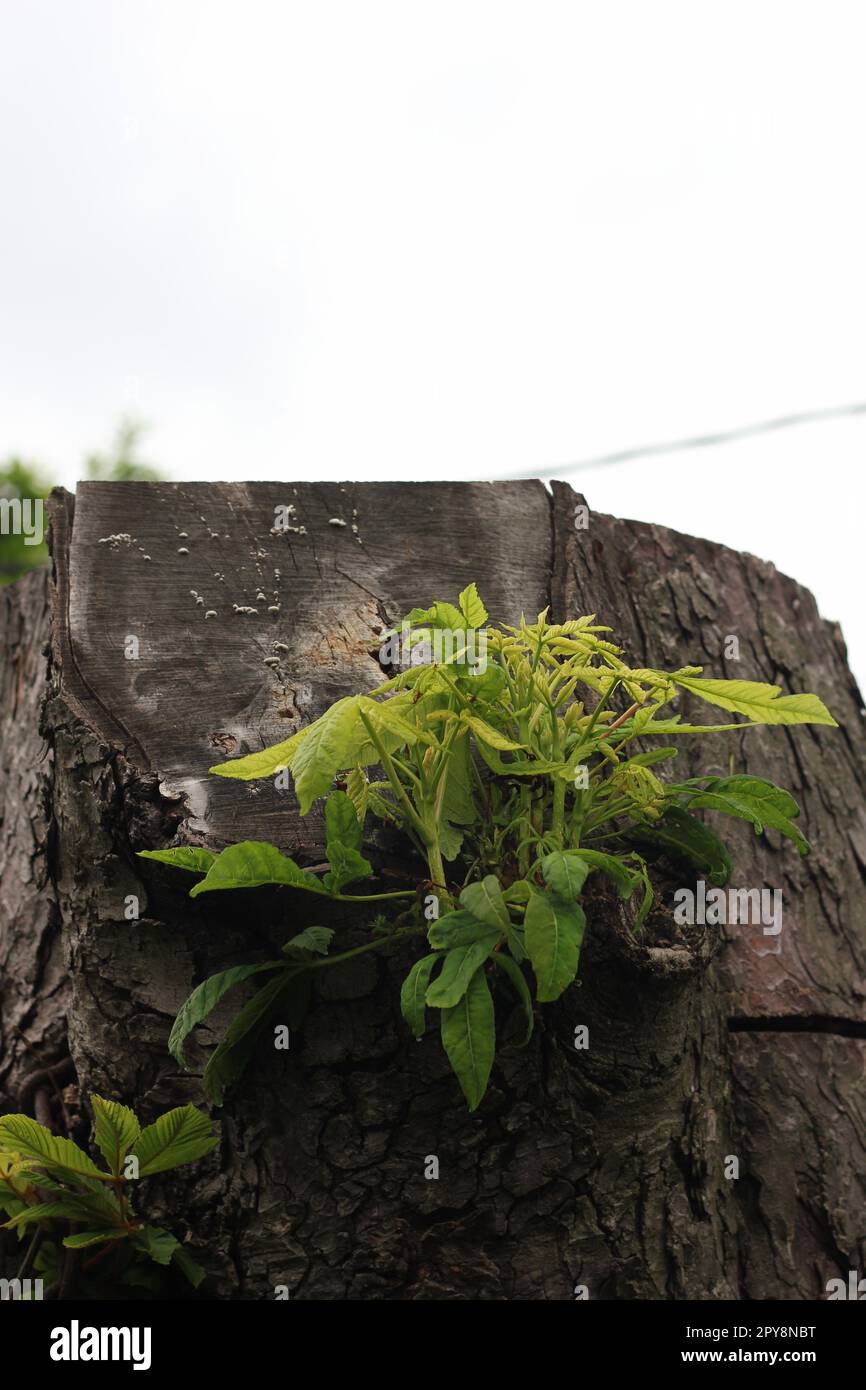 A simple leafy plant growing on the trunk of a tree Stock Photo - Alamy