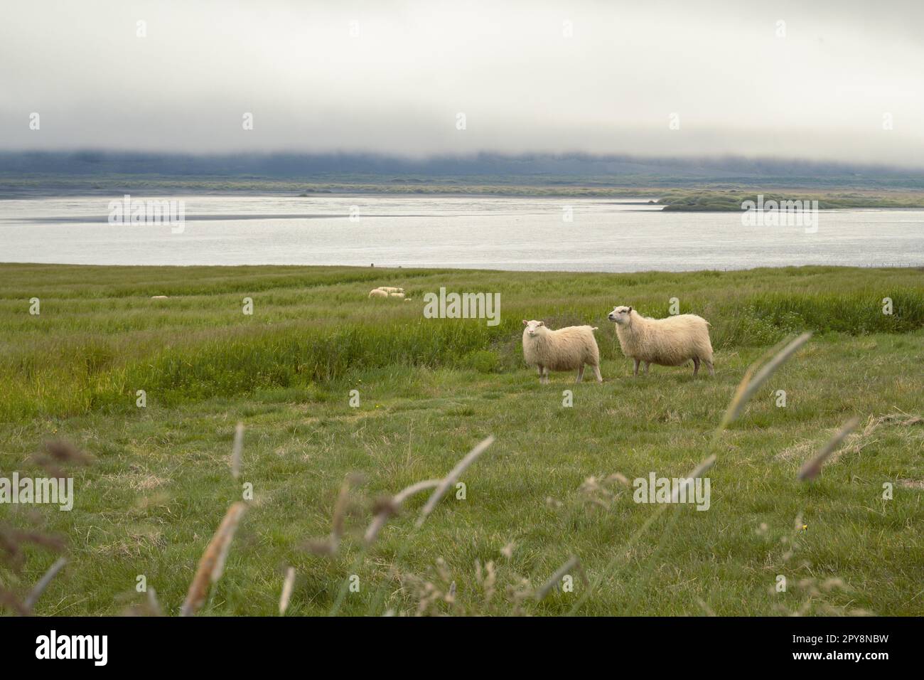 Cattle grazing on pastureland hi-res stock photography and images - Alamy