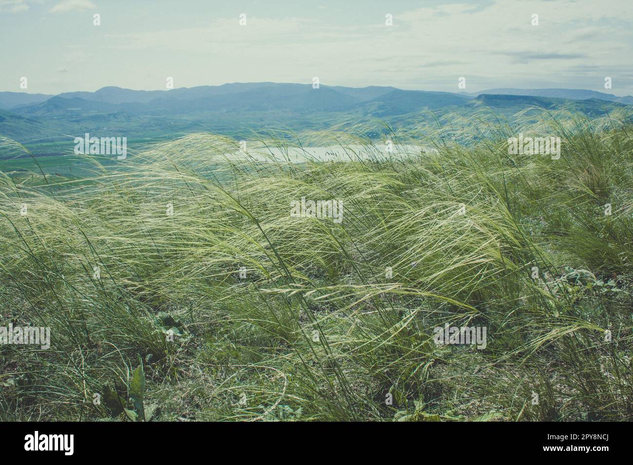Waving grass hi-res stock photography and images - Alamy