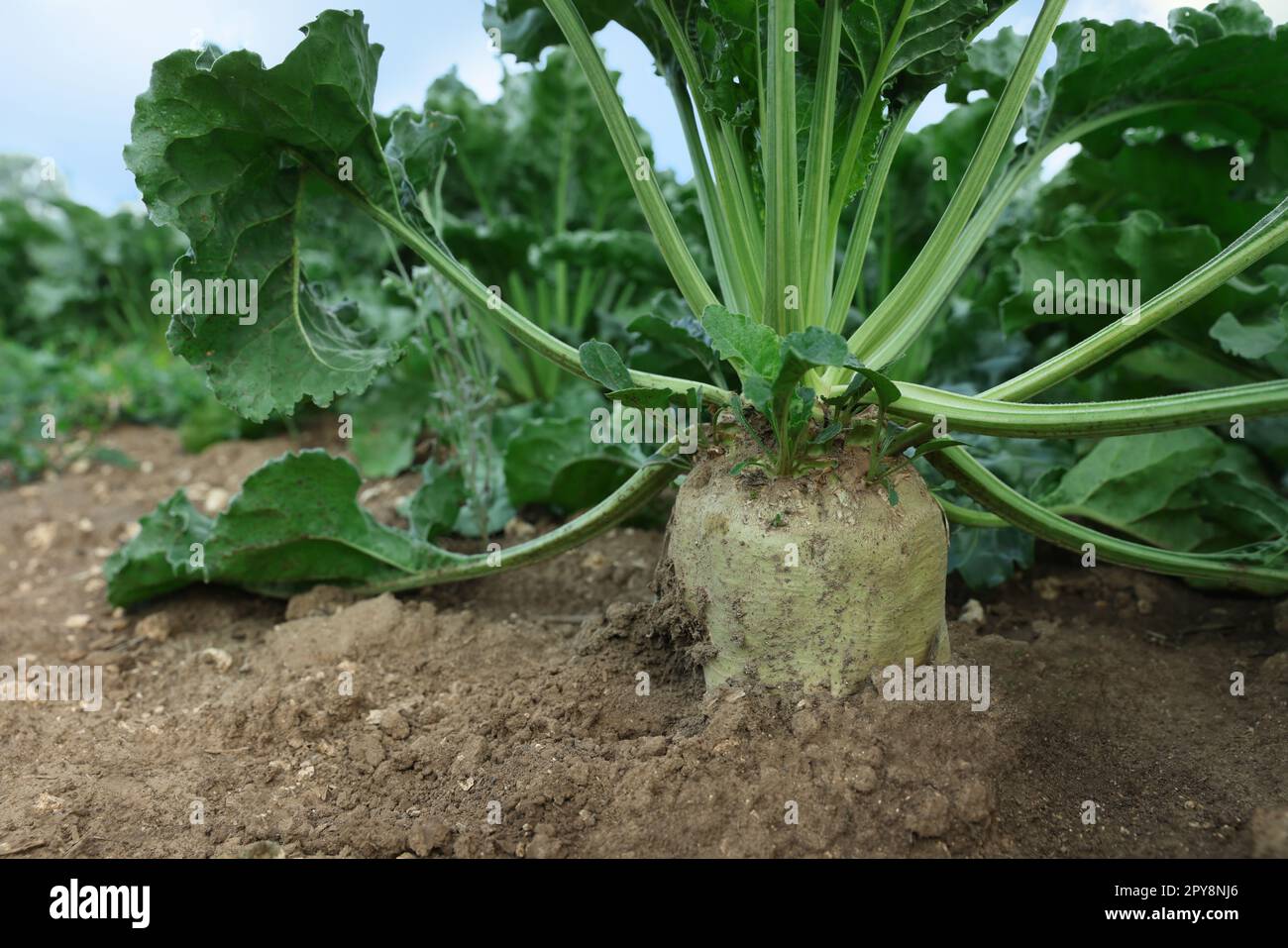 White beet plants with green leaves growing in field, closeup Stock ...