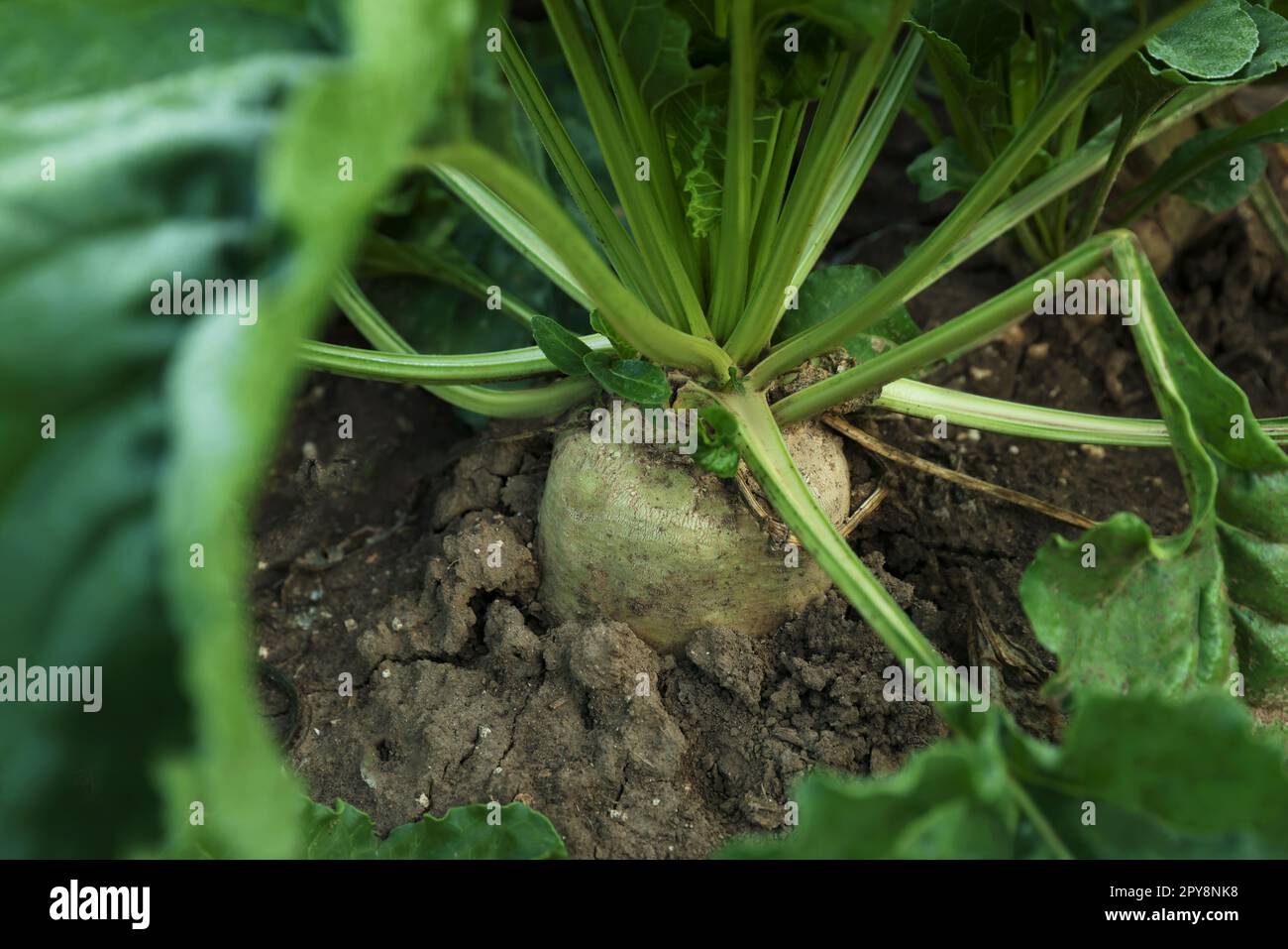 White beet plants with green leaves growing in soil, closeup Stock ...