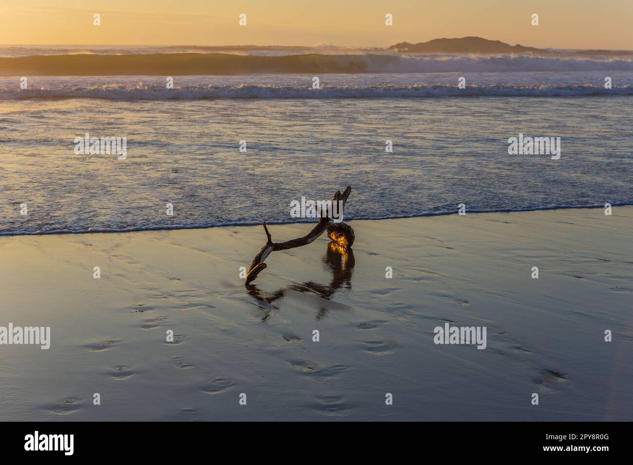 Old tree beach hi-res stock photography and images - Alamy