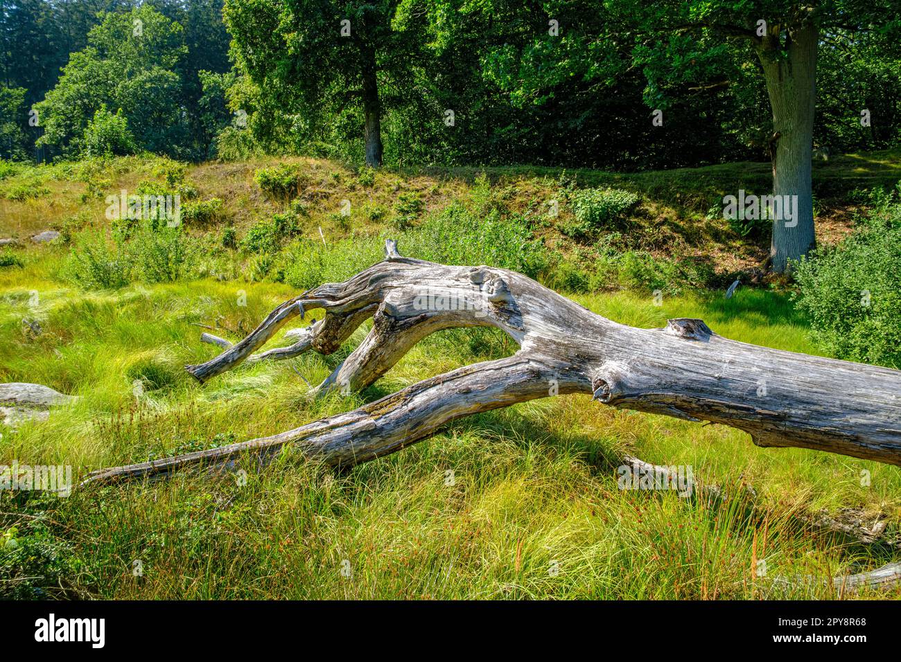 Skeleton in forest hi-res stock photography and images - Alamy