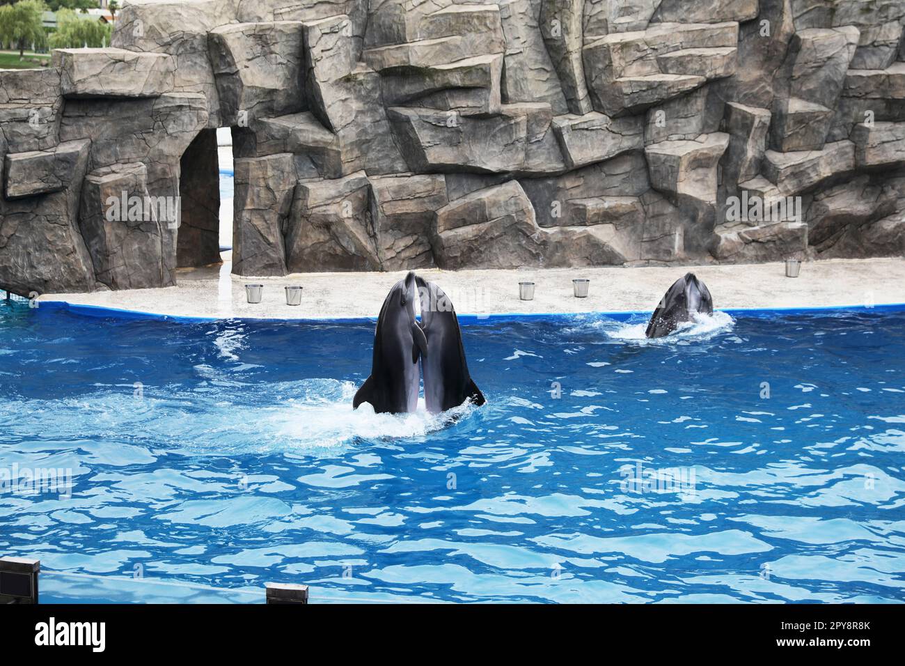 Dolphins swimming in pool at marine mammal park Stock Photo - Alamy