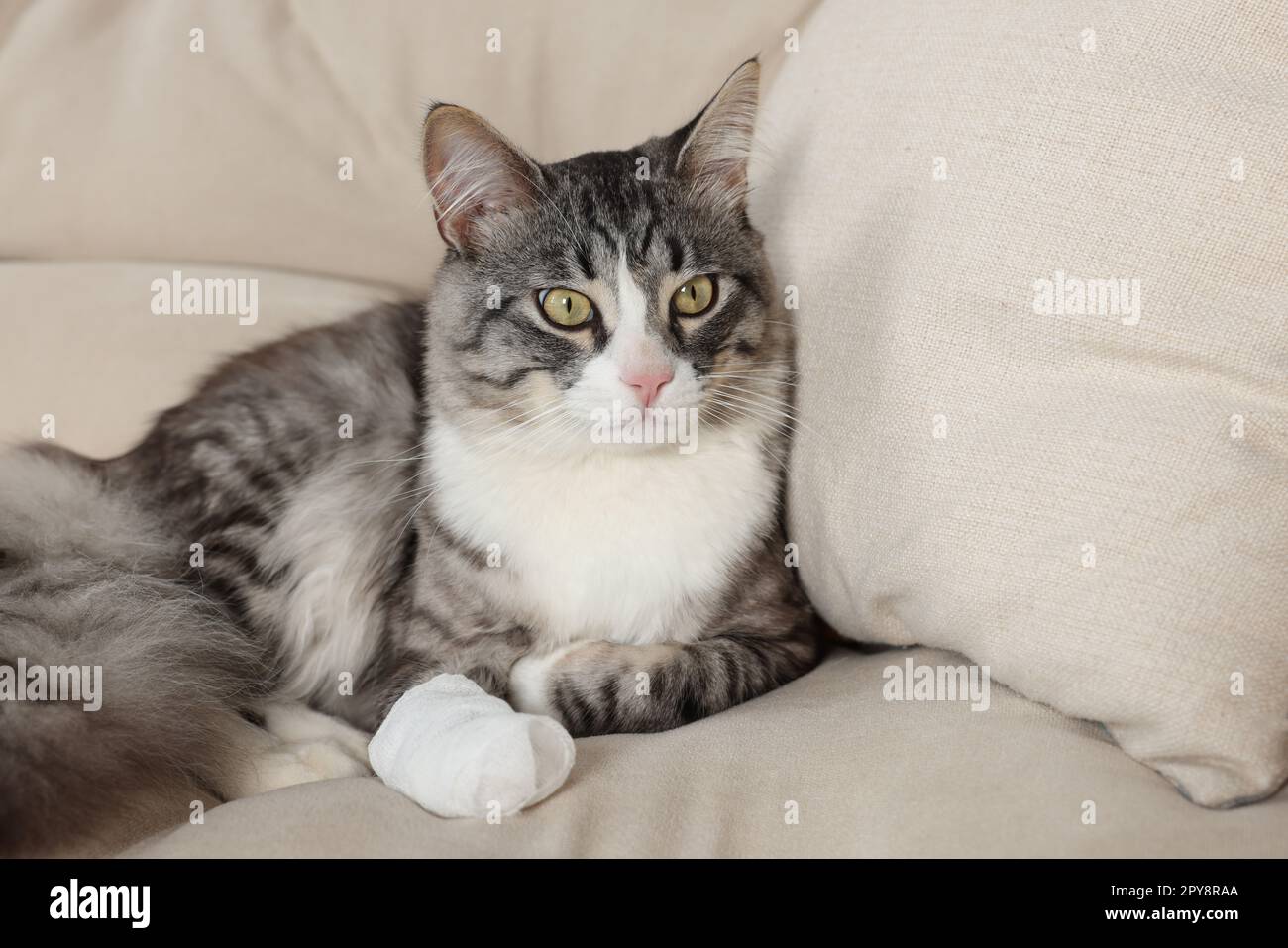 Cute cat with paw wrapped in medical bandage on sofa indoors Stock ...