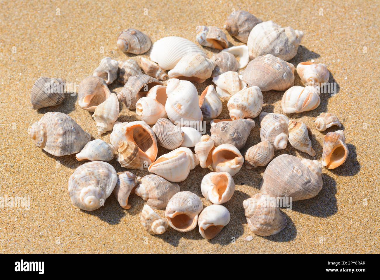 Pile of beautiful sea shells on sandy beach Stock Photo - Alamy