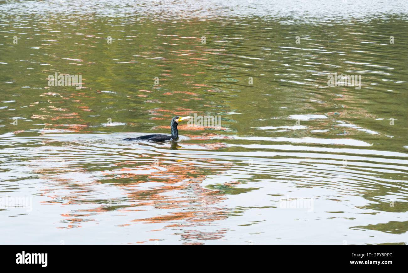 Fish eating duck hi-res stock photography and images - Alamy