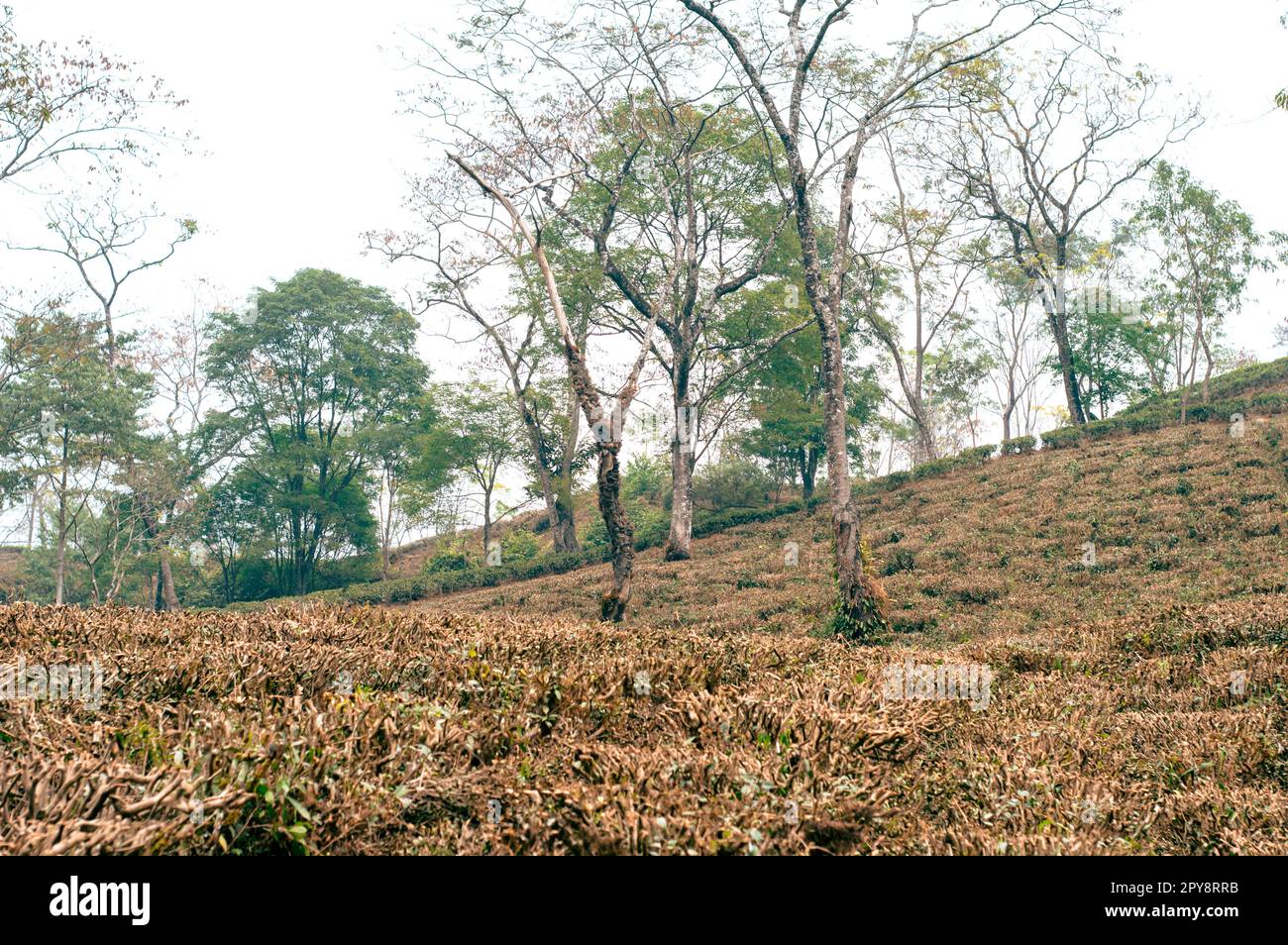 Tea garden landscape in hillside mountain slope Darjeeling West Bengal ...