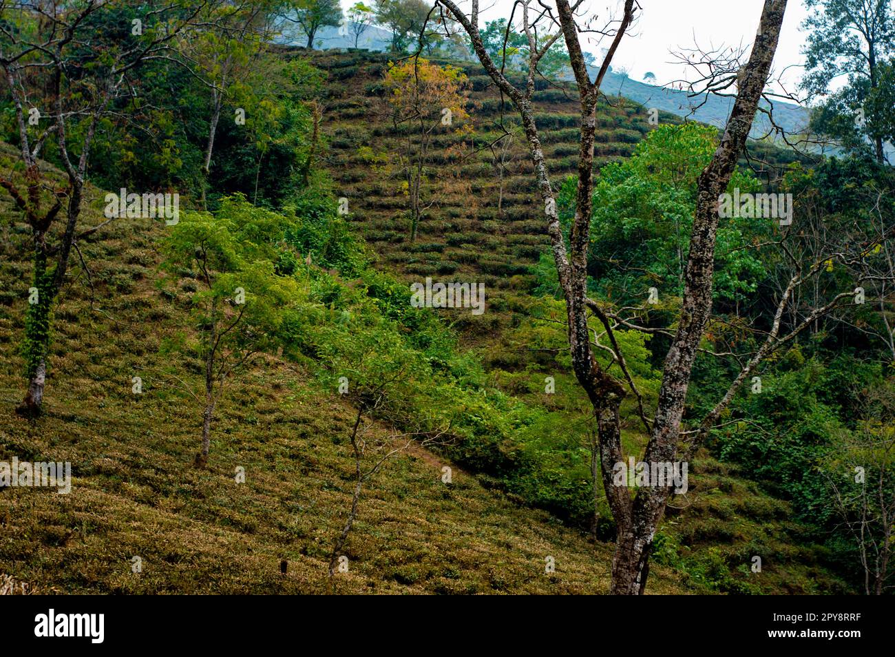 Tea garden landscape in hillside mountain slope Darjeeling West Bengal ...