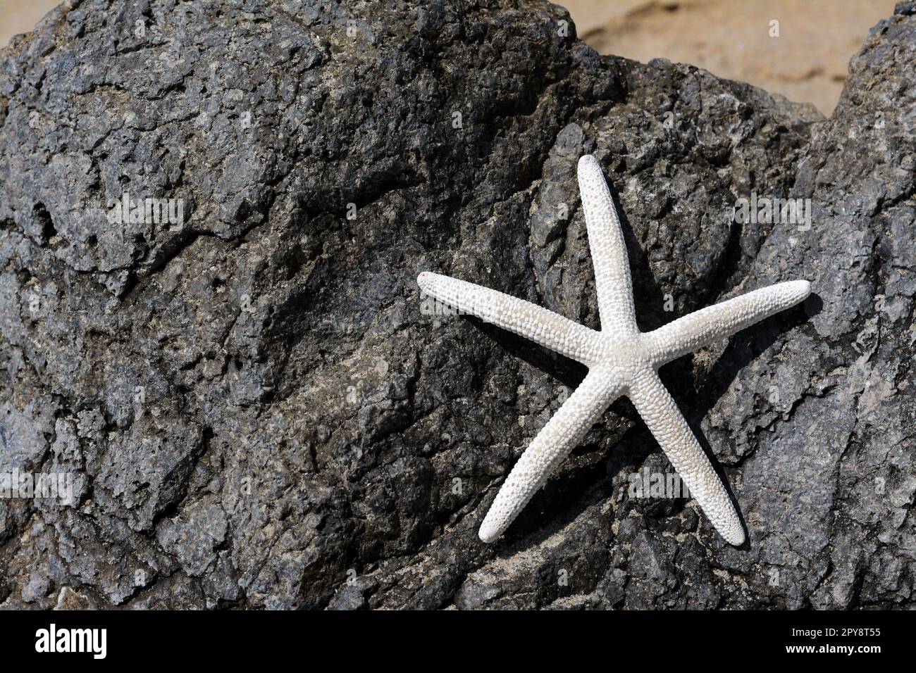 Black stone with beautiful starfish on beach, space for text Stock ...