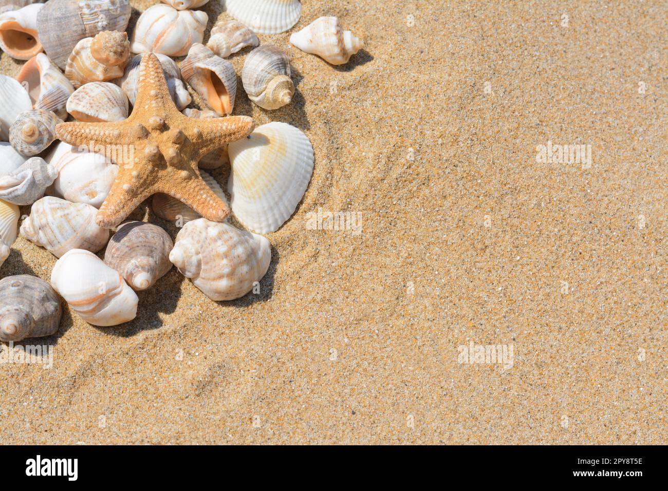 Beautiful starfish and sea shells on sandy beach, space for text Stock ...
