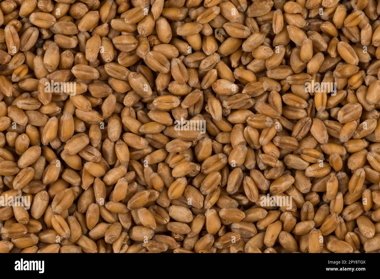whole background of raw wheat grain closeup Stock Photo - Alamy