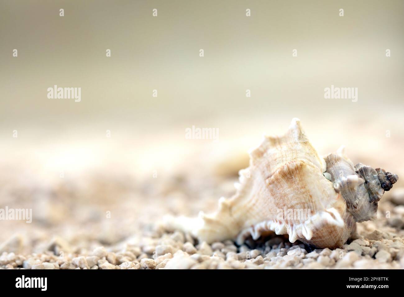 Sea shells at the beach soft focus blurred background for copy space ...