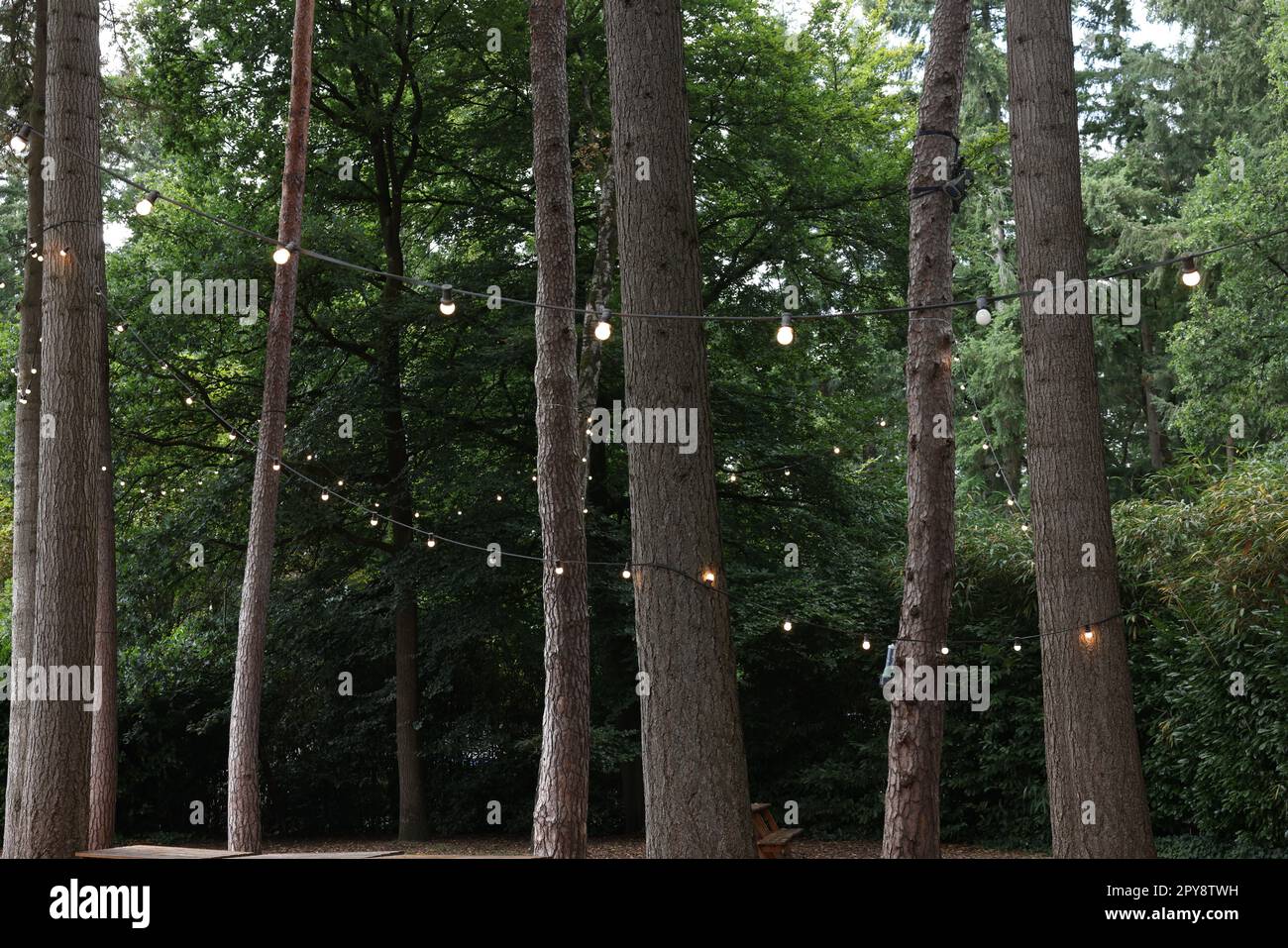 Lights hanging in forest hi-res stock photography and images - Alamy