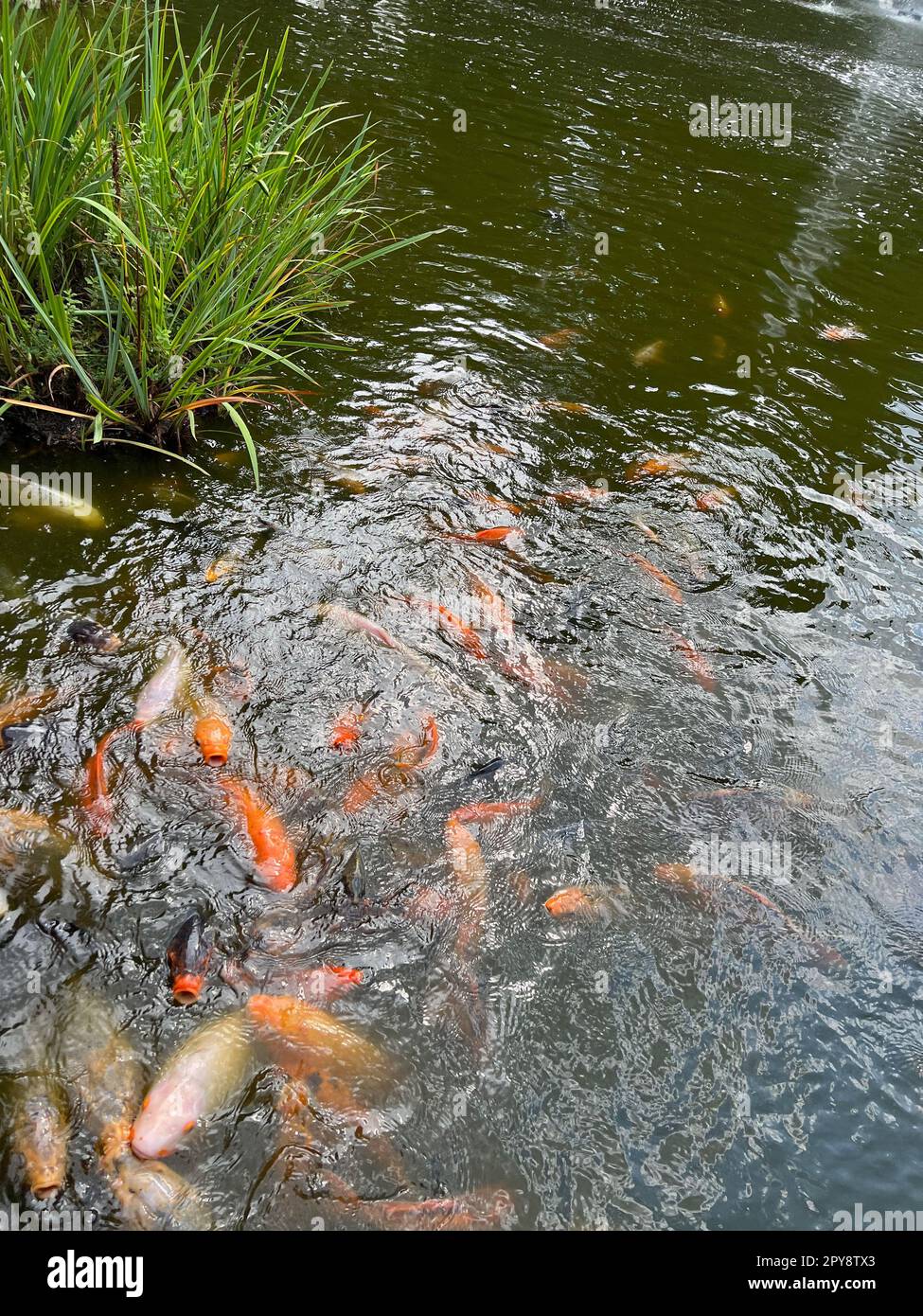 Many golden carps swimming in water outdoors Stock Photo - Alamy