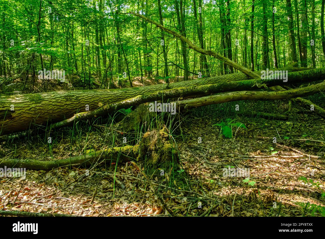 Treescape in the forest area of Almindingen on Bornholm Island, Denmark ...