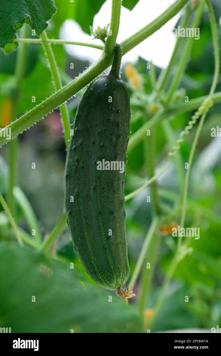 Cucumber growing on bush in garden, closeup Stock Photo - Alamy