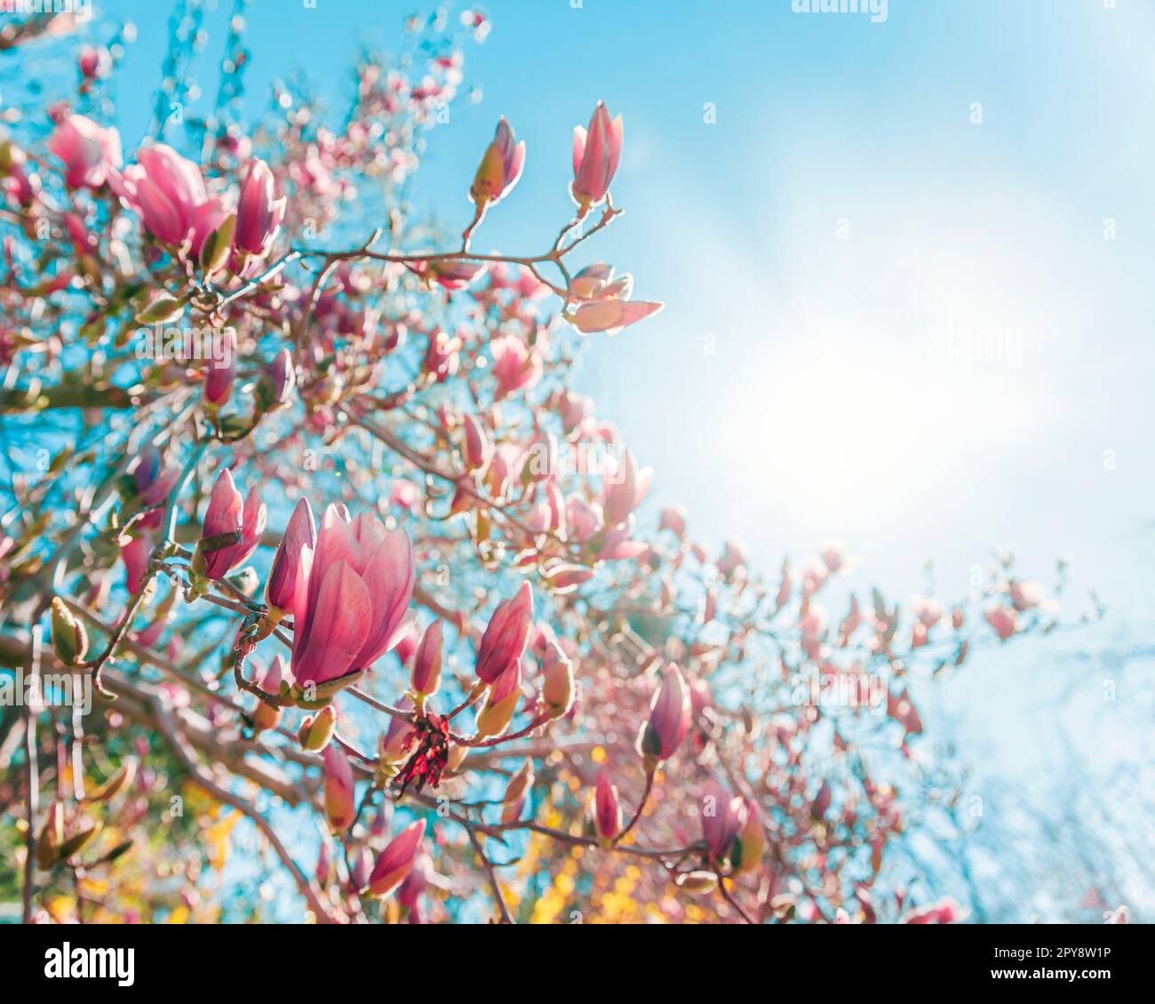 Magnolia tree branch with pink flowers in sunny day. Beautiful spring ...
