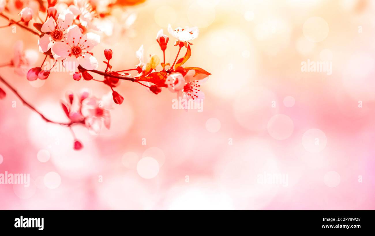 Beautiful cherry blossom in spring time with bokeh background Stock ...