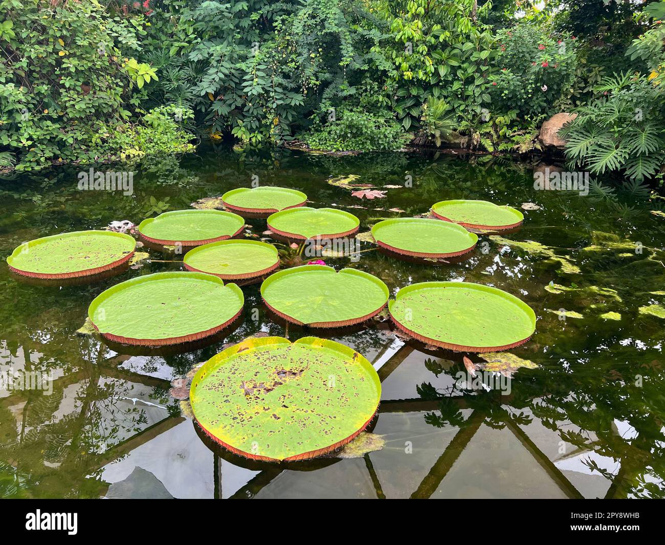 Pond with beautiful Queen Victoria's water lily leaves Stock Photo - Alamy