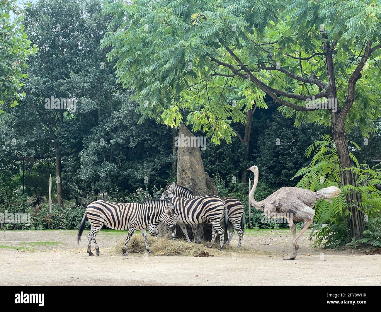 Beautiful grey African ostrich and zebras in zoo enclosure Stock Photo ...