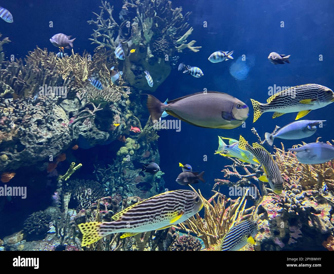 Oceanarium many different species fish hi-res stock photography and ...