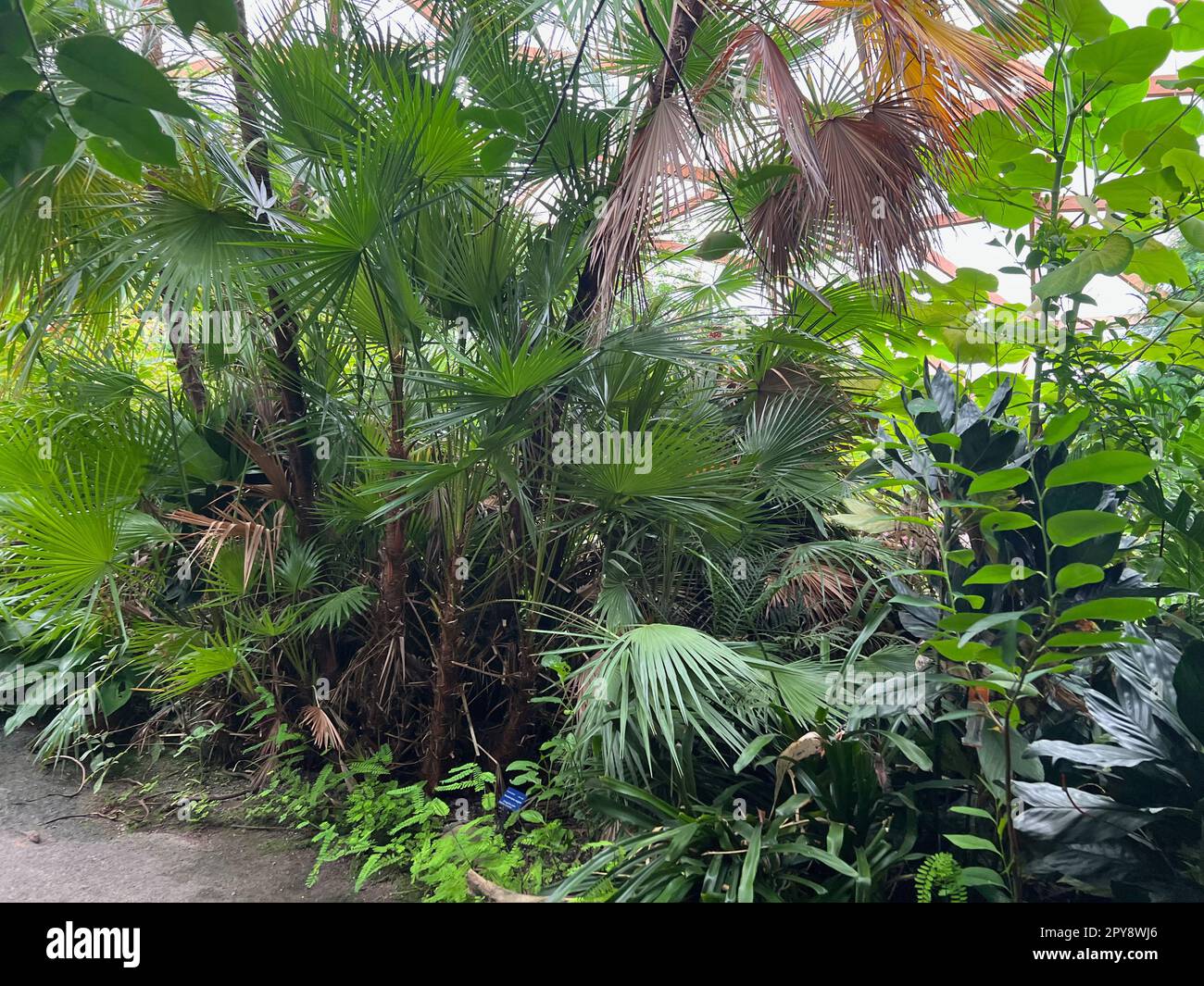 Many different tropical plants and path in greenhouse Stock Photo - Alamy