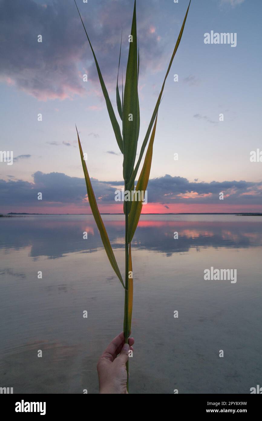 Close up hand holding aquatic plant in front of sunset on lake concept ...