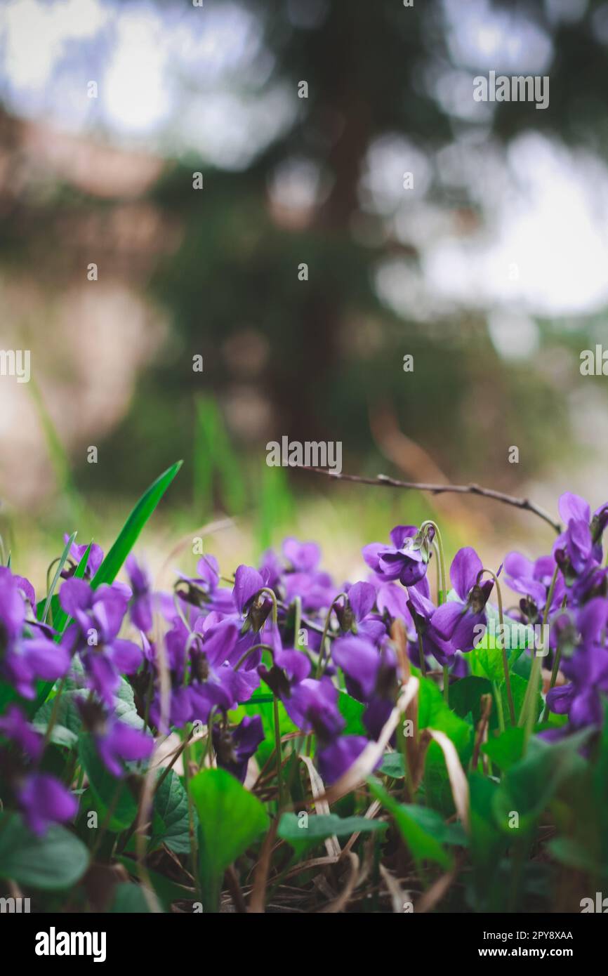 Close up planting spring purple flowers in garden concept photo Stock ...