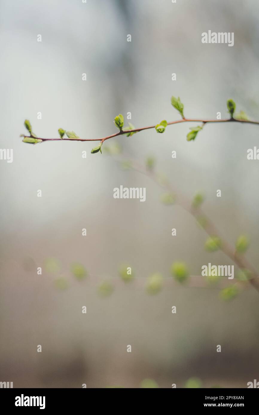 Close up foliage in spring concept photo. Springtime. Garden and park ...