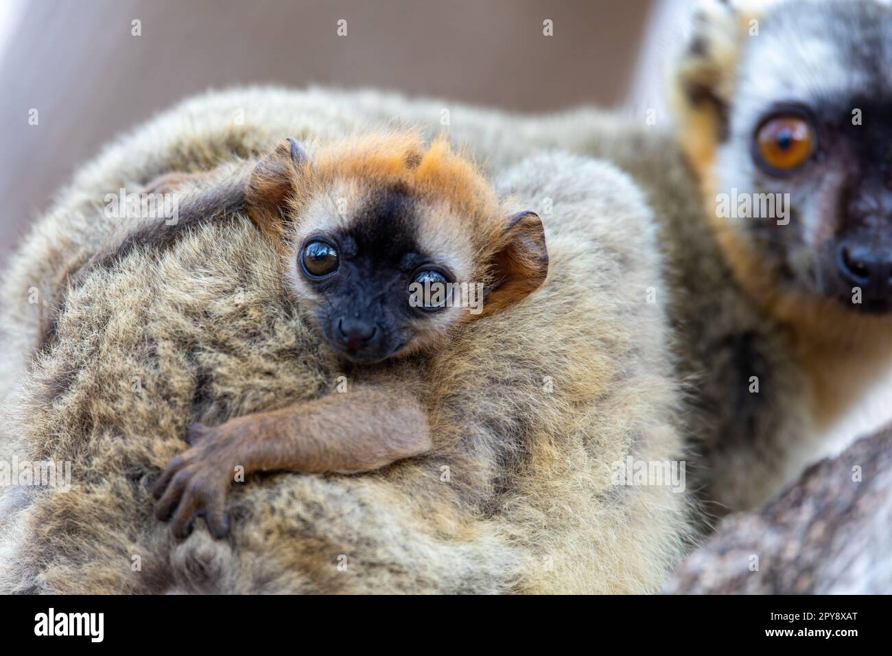 Red-Fronted Lemur, Eulemur Rufifrons, Madagascar wildlife animal Stock ...