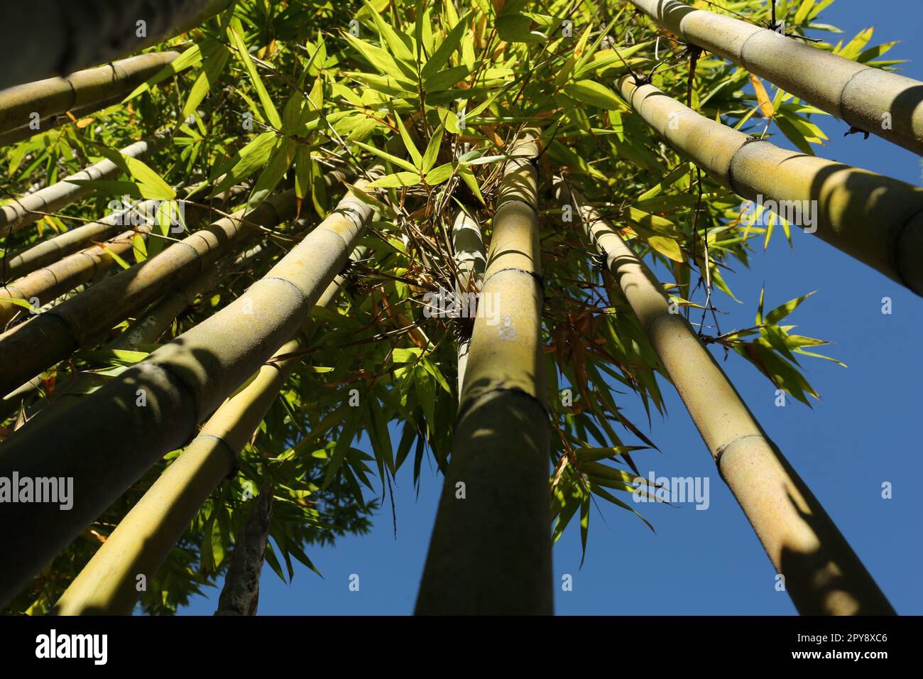 Large bamboo stalks green hi-res stock photography and images - Alamy