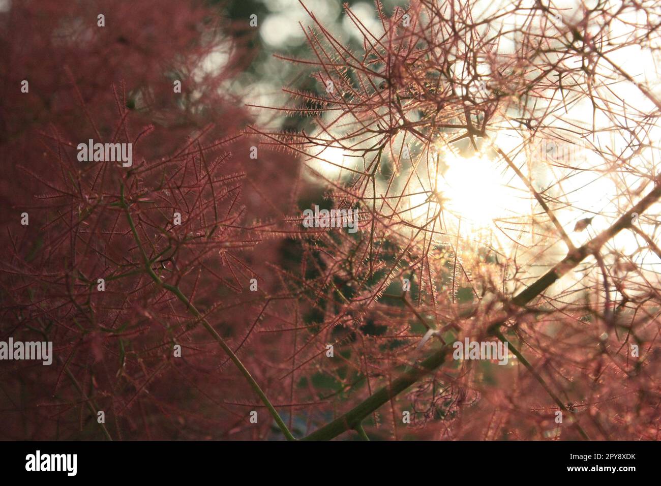 Close up sunlight through pink smoke bush twigs concept photo Stock ...