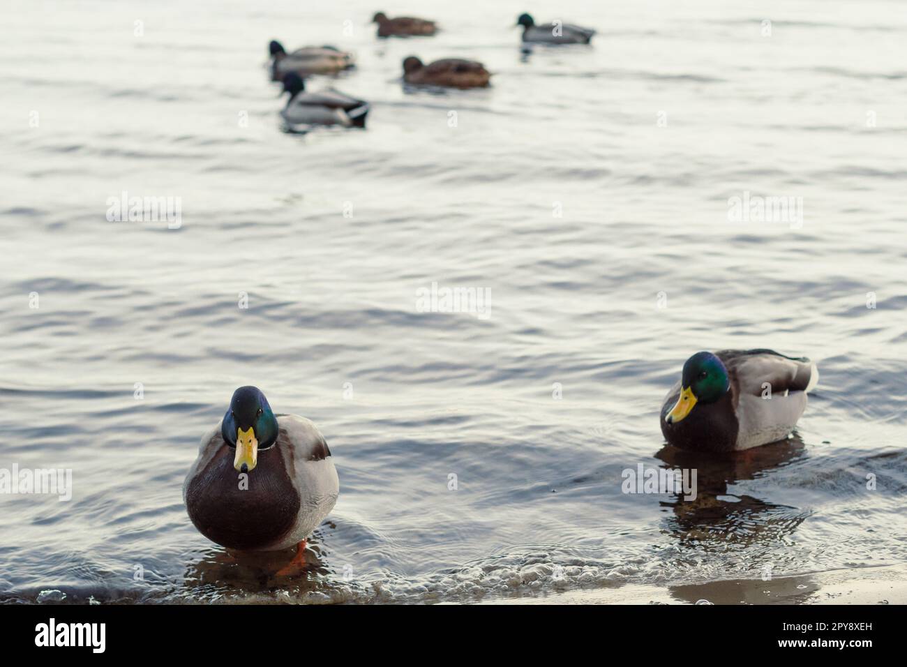 Close up ducks swimming in pond concept photo Stock Photo - Alamy