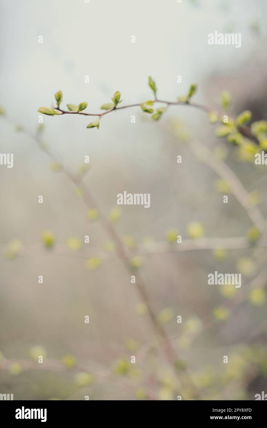 Close up plant buds in early spring concept photo Stock Photo - Alamy