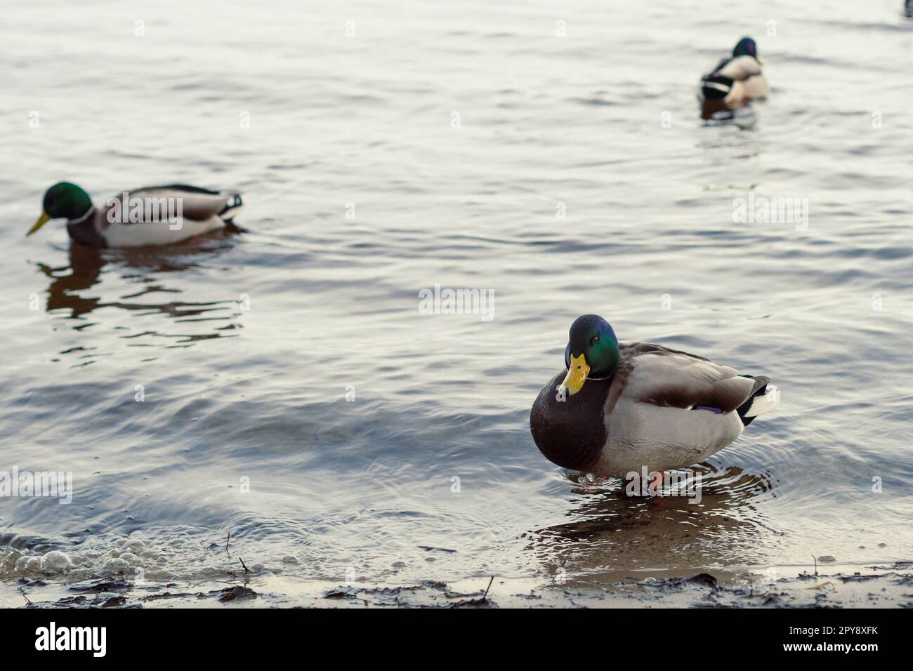 Close up drake ducks floating in water concept photo Stock Photo - Alamy