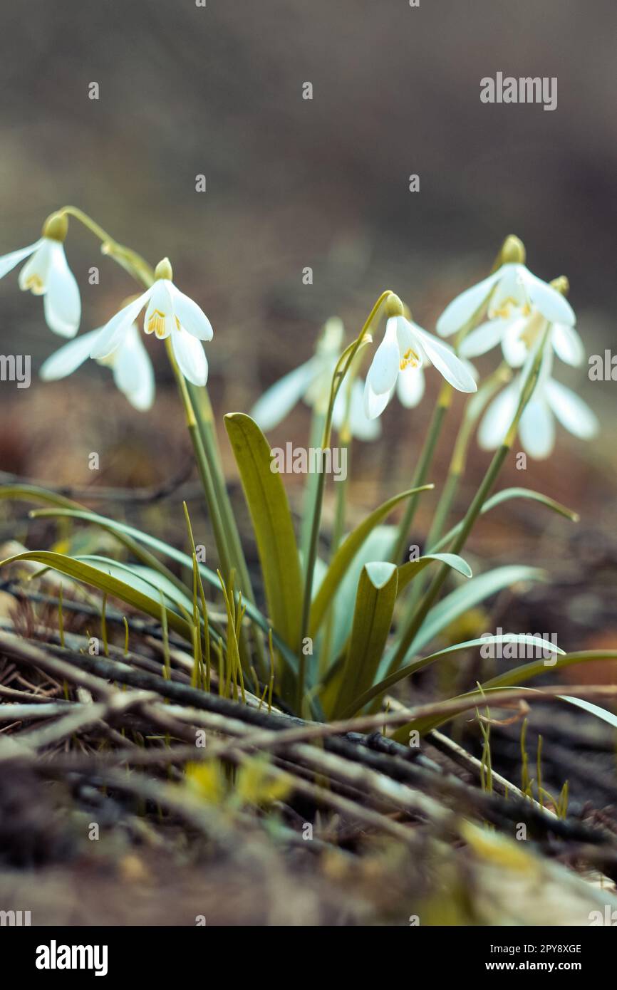 Close up snowdrop flowers in spring concept photo Stock Photo - Alamy