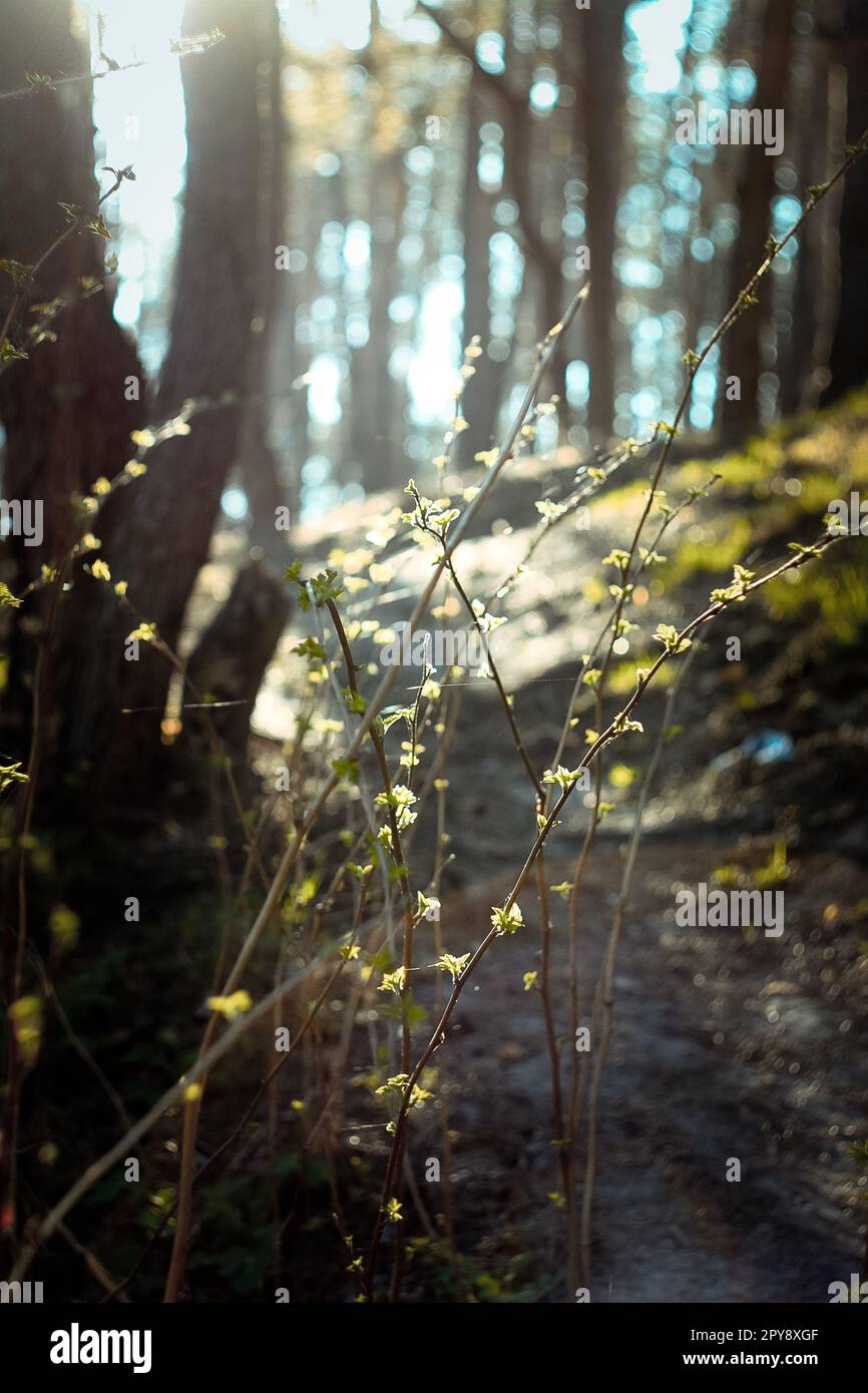 Closeup shot young trees hi-res stock photography and images - Alamy