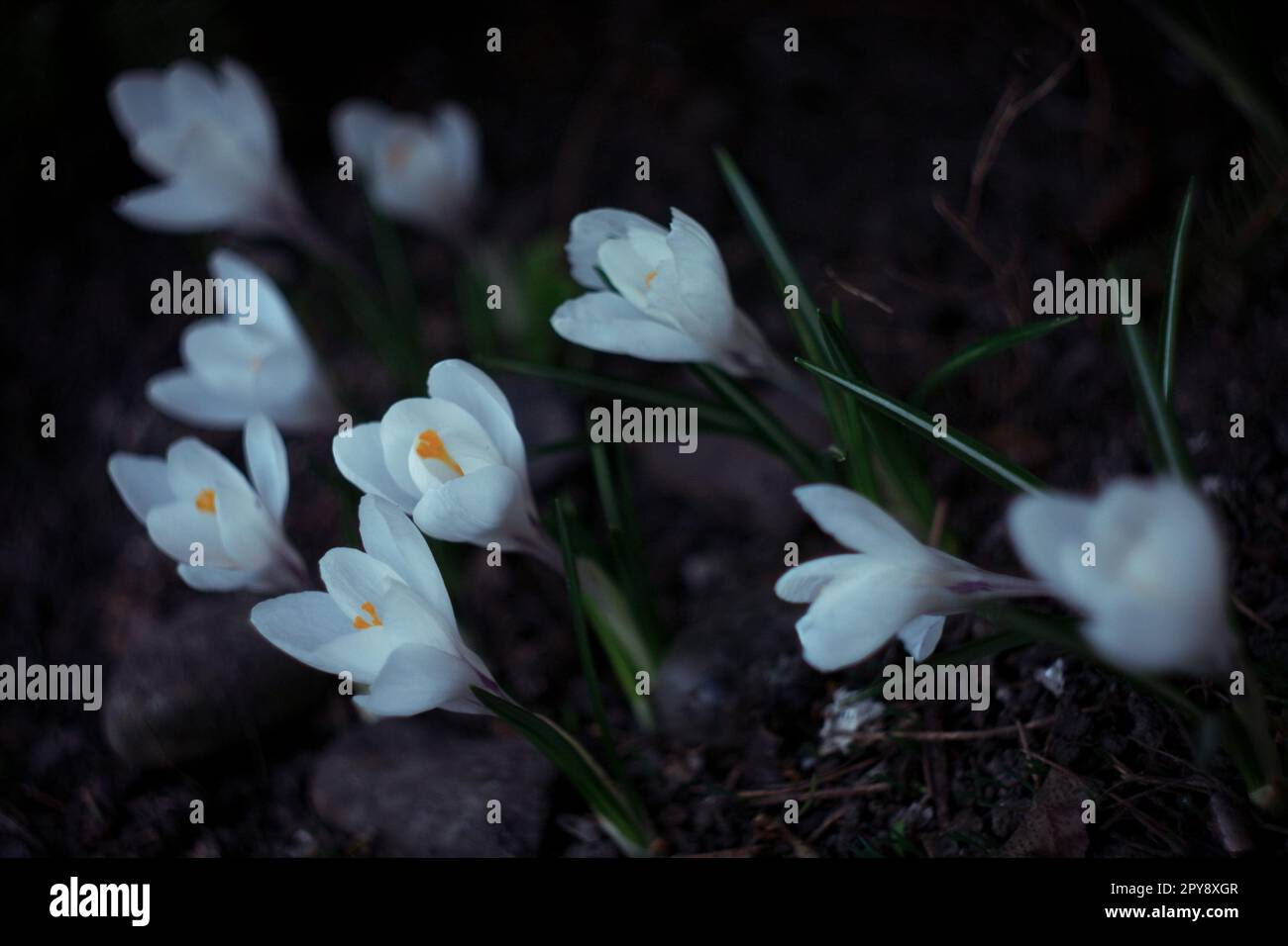 Close up snowdrop flowers in nighttime concept photo Stock Photo - Alamy