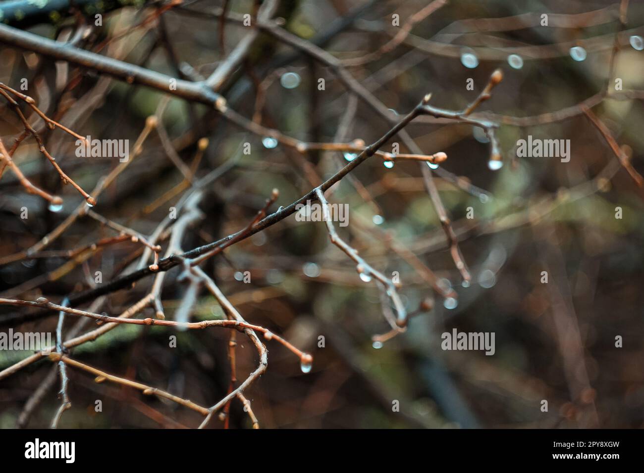 Close up wet branches concept photo Stock Photo - Alamy