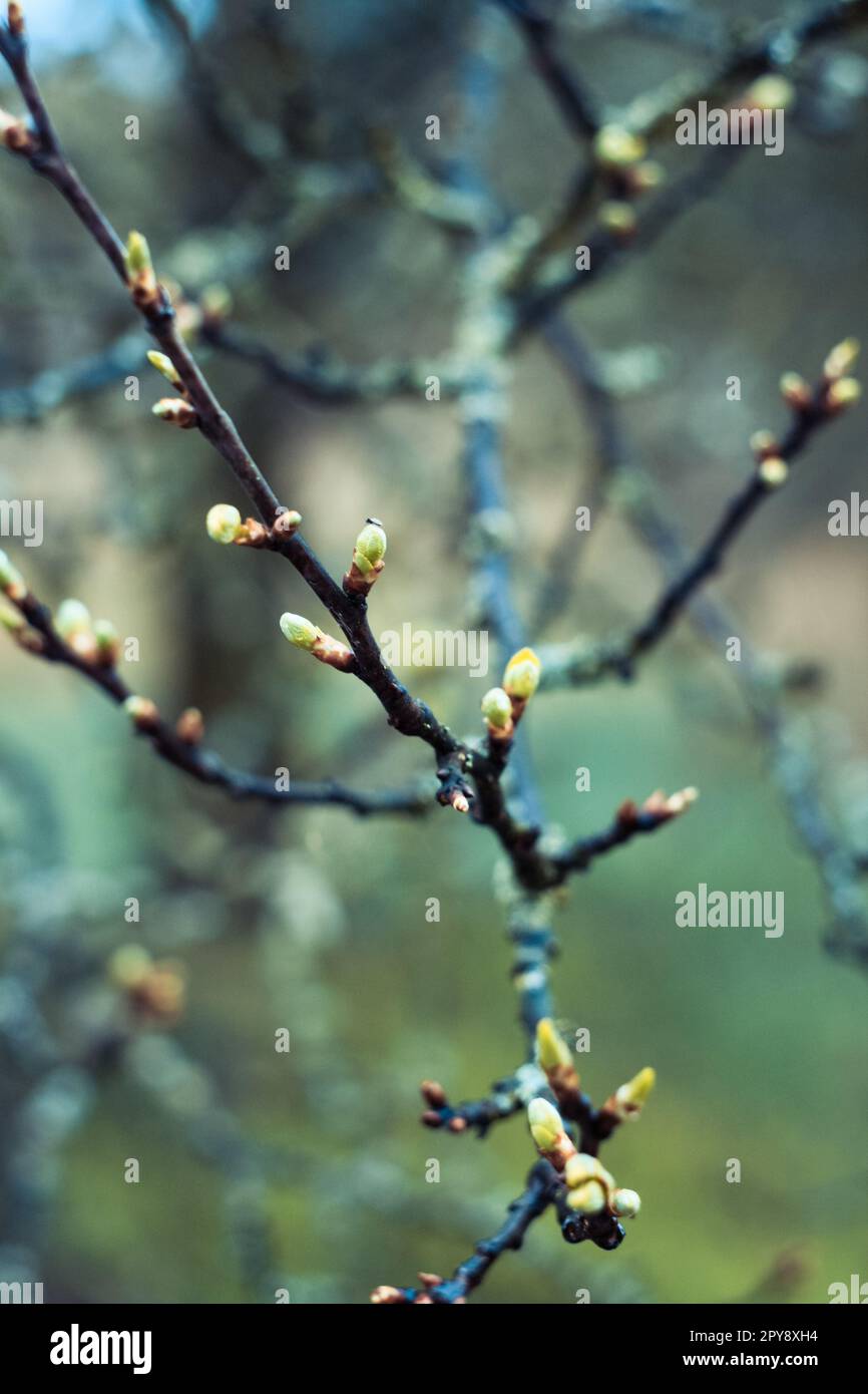 Undeveloped buds hi-res stock photography and images - Alamy