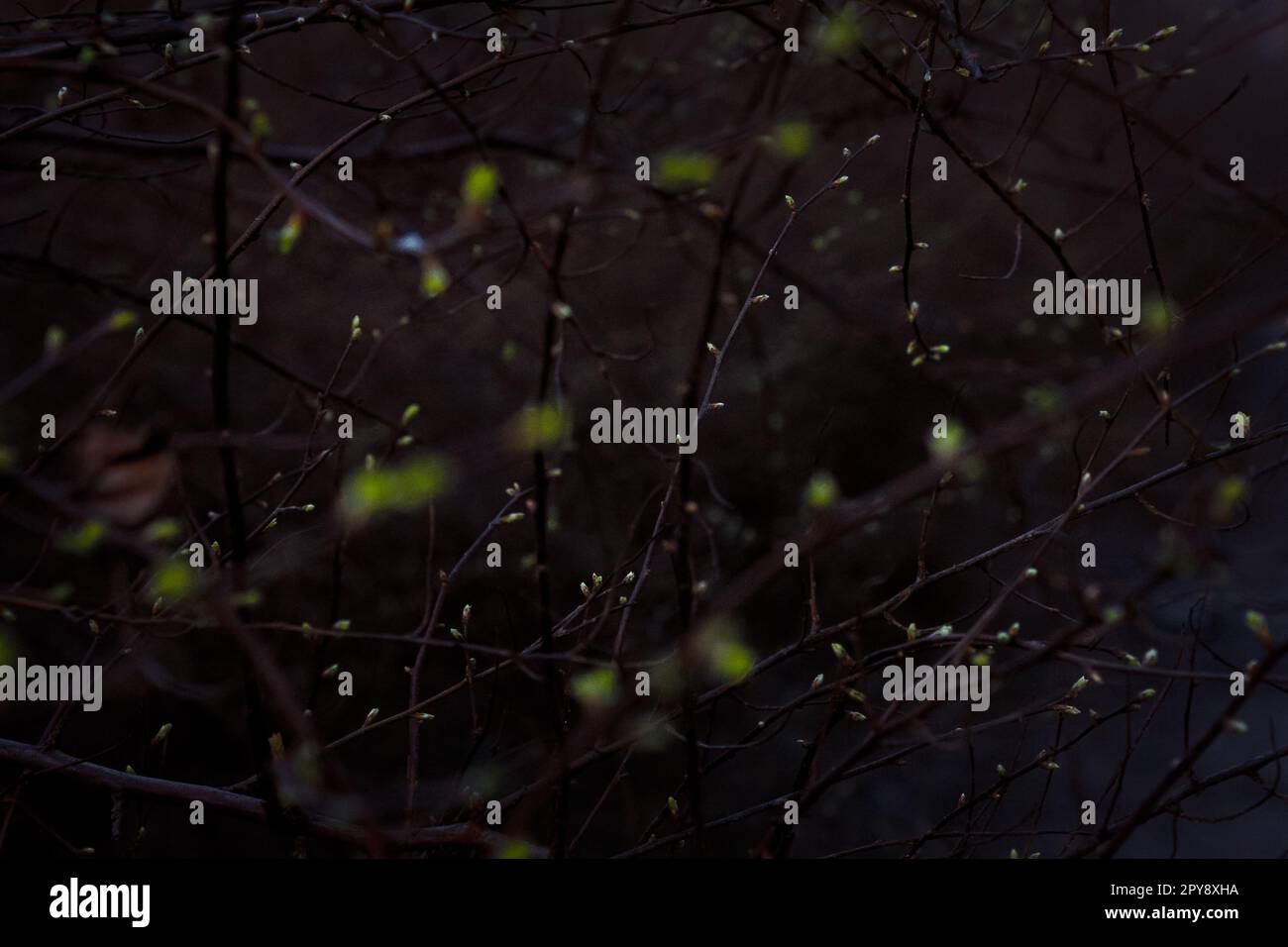 Close up twigs with small leaf buds in dark concept photo Stock Photo ...