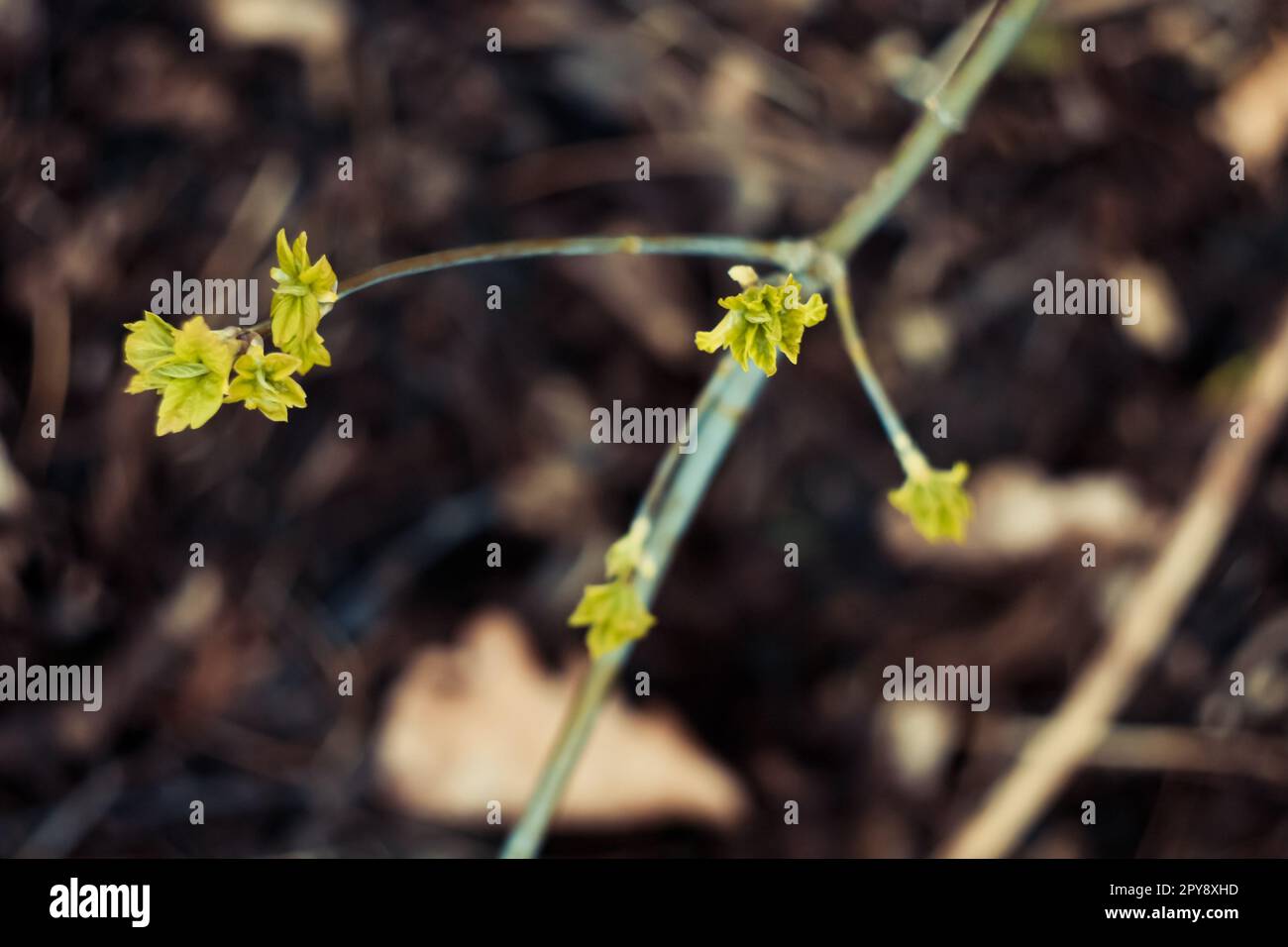 Close up fresh leaves clusters on twig soft focus concept photo Stock ...