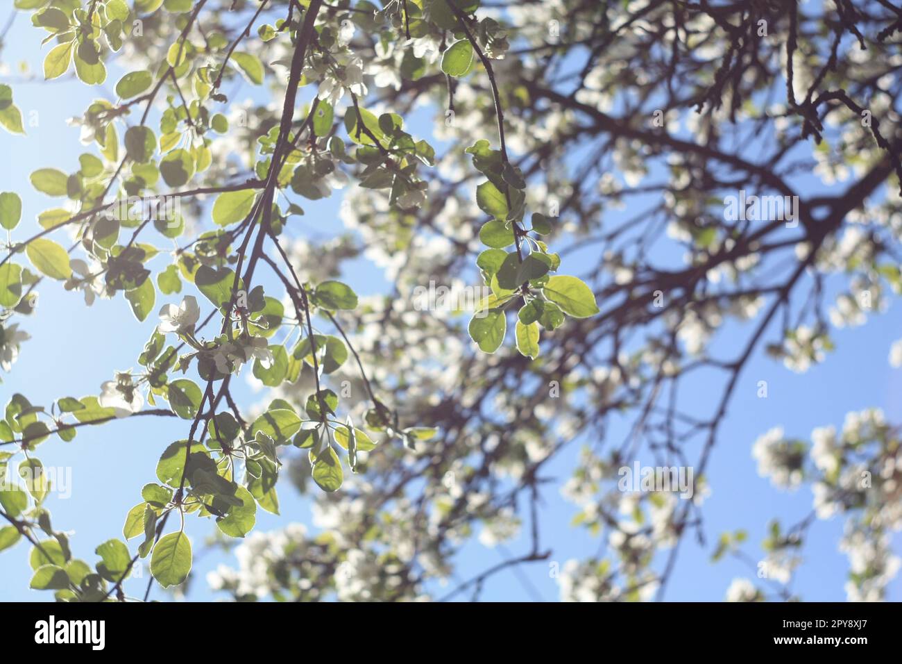 Close up pear tree flowers in full blossom concept photo. Blooming ...