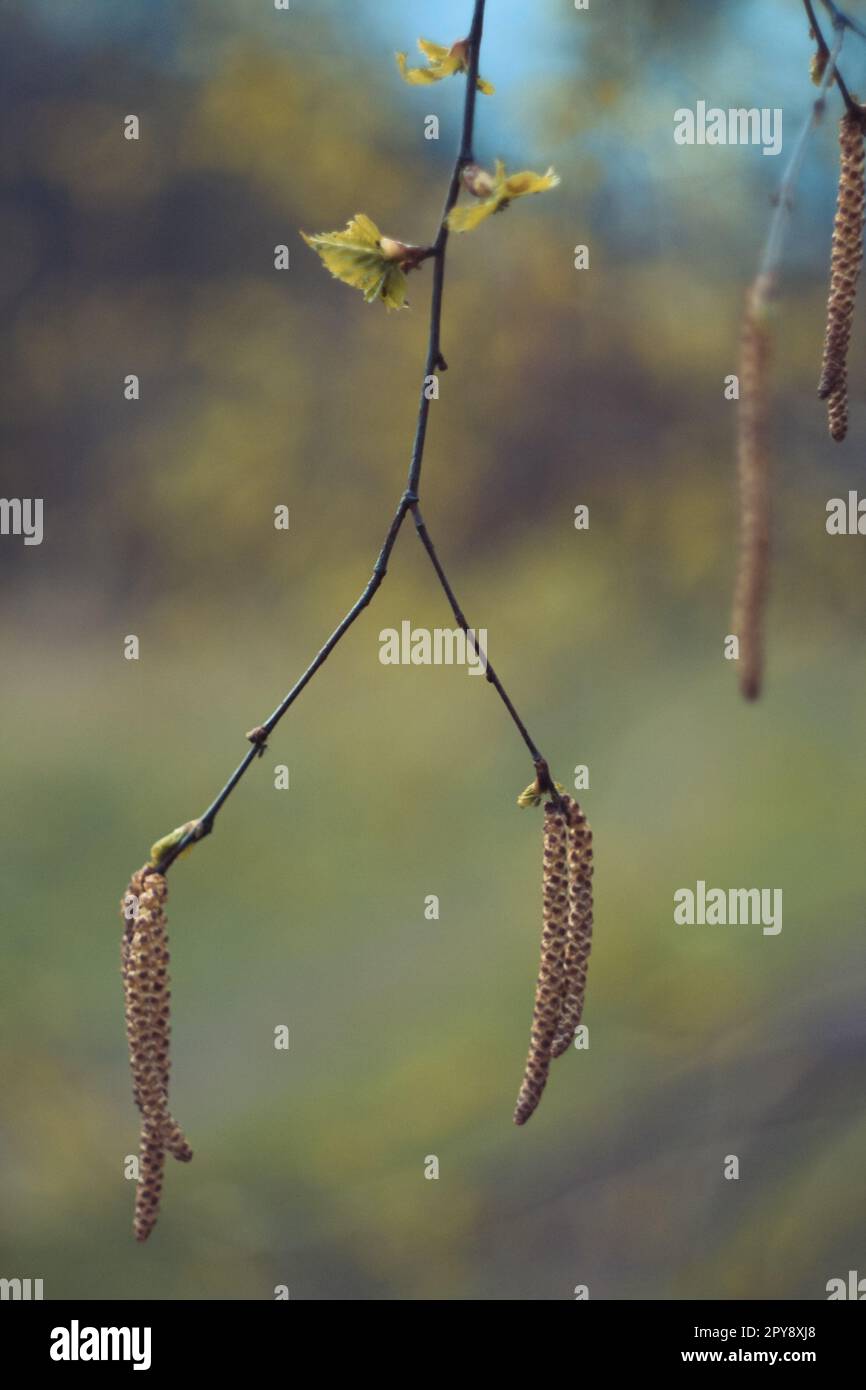 Close up birch tree catkins concept photo Stock Photo - Alamy