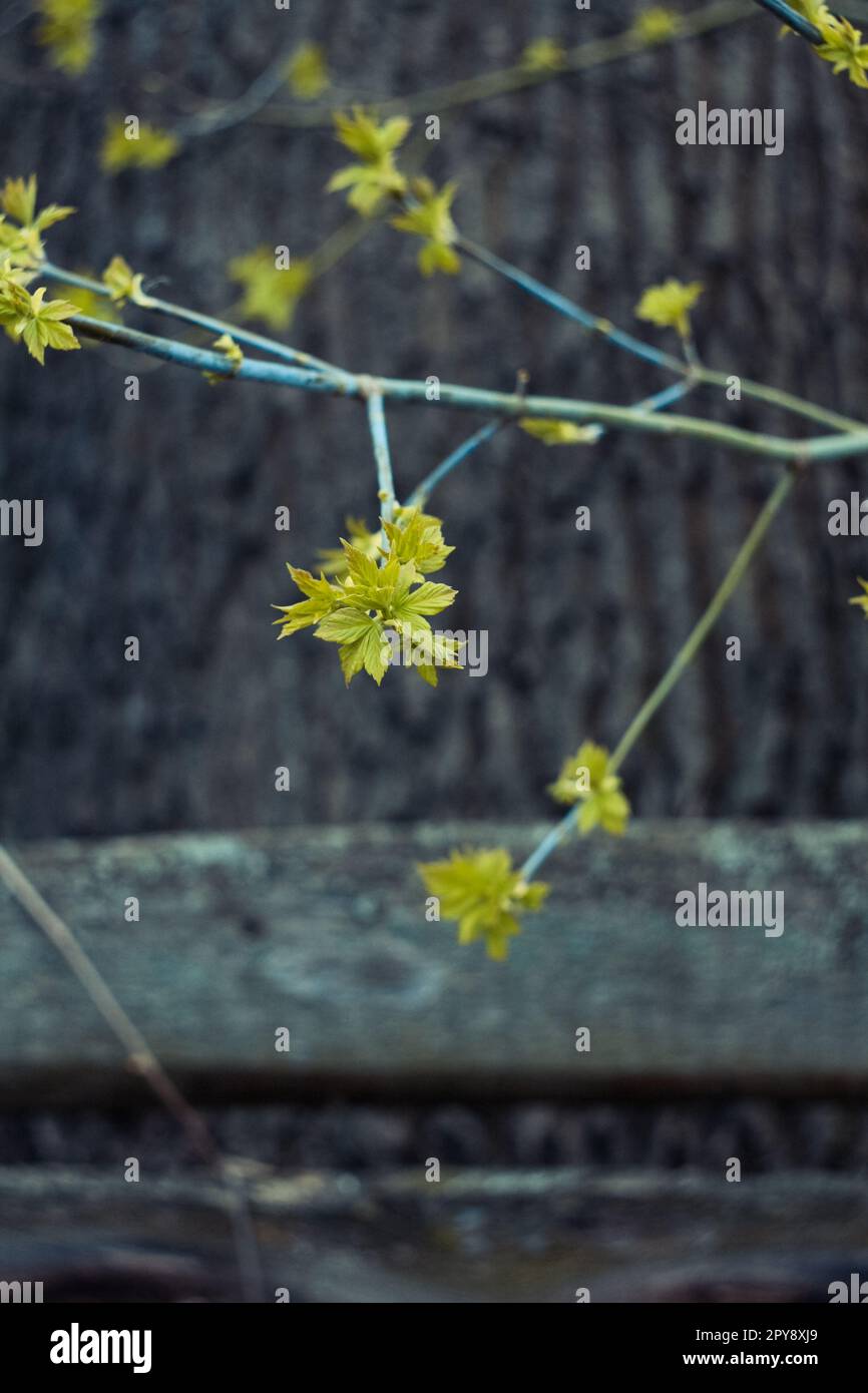 Close up twigs with maple leaves clusters near wood soft focus concept ...