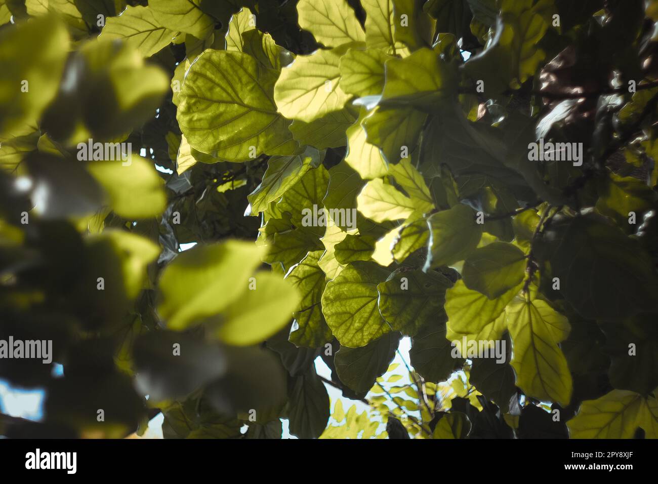 Green foliage wallpaper hi-res stock photography and images - Alamy
